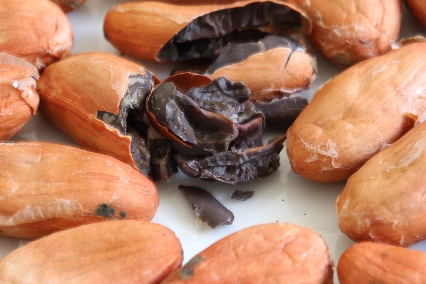 About Cocoa Beans - Simply Sentient